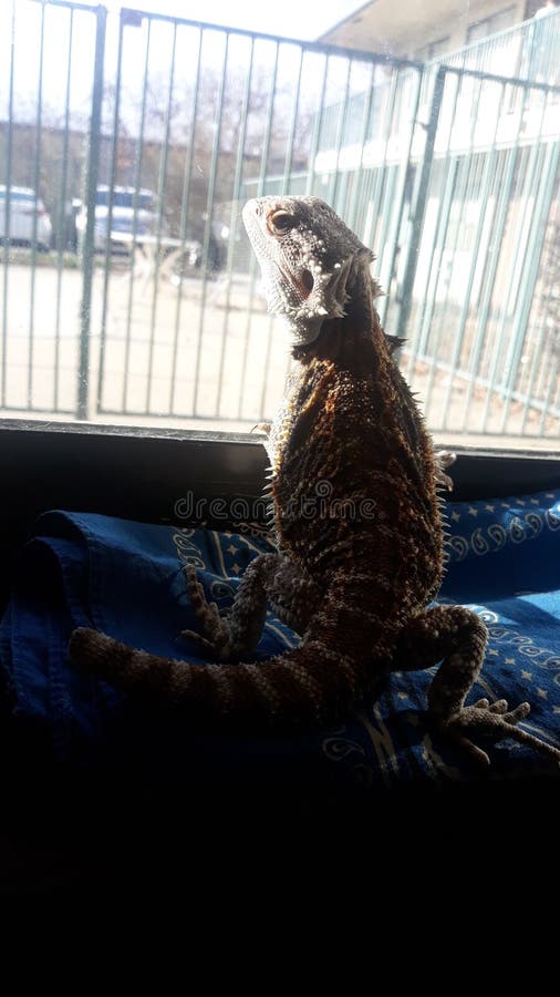 Stay off my lawn stock image. Image of sculpture, blue - 206774469