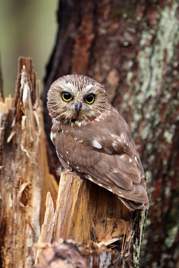 Staying Hidden stock photo. Image of nocturnal, tree - 11953208