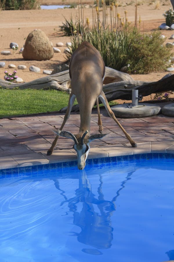 Staying at Solitaire Guest Farm Stock Image - Image of pool, ducks ...