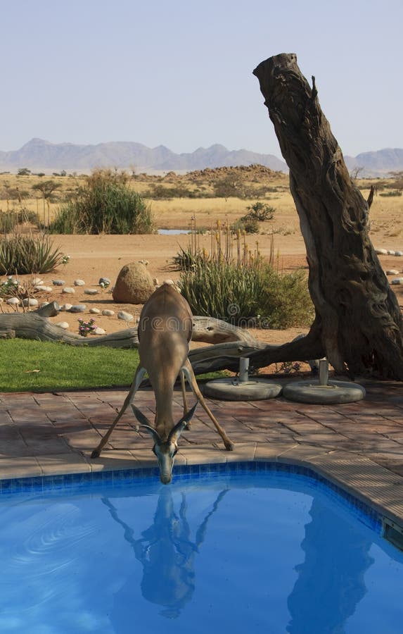 Staying at Solitaire Guest Farm Stock Photo - Image of ranch, foothills ...