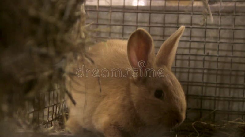 Brown Cute Rabbit Observing Camera Stock Video - Video of metal ...