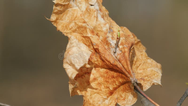 Beginning of Spring. Shoots Buds on Tree Branches. Buds Bloom into ...