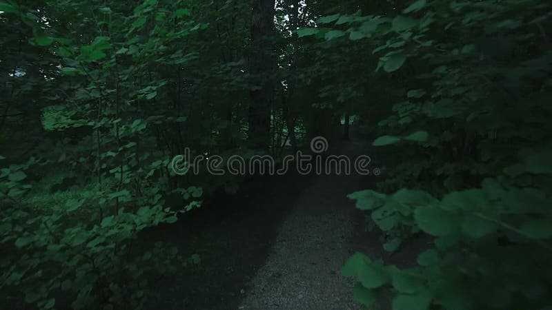 Dark Mystical Forest, Scary Curved Trees. Morning Fog in the Dense ...