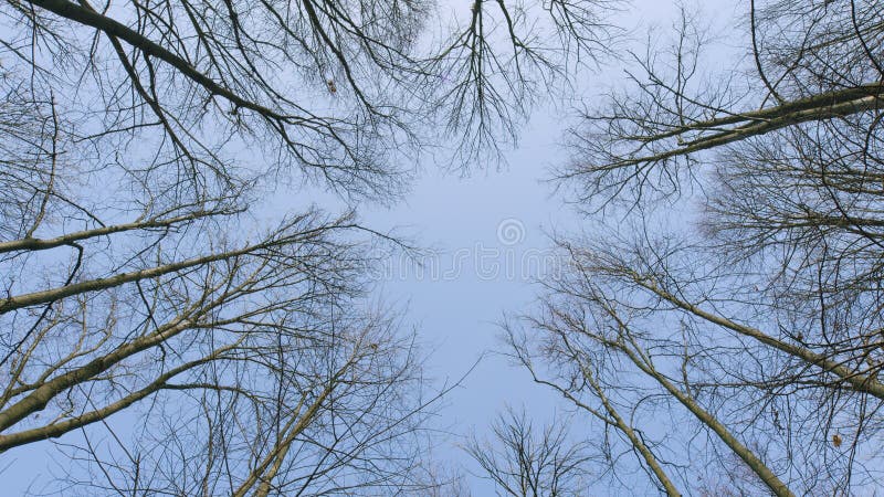 Scene is Peaceful and Serene. Magical Spring Forest. Walking Outdoors ...