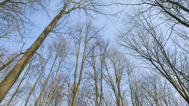 Spring Forest. Sunrise Rays Break through Leafless Crowns of Trees ...