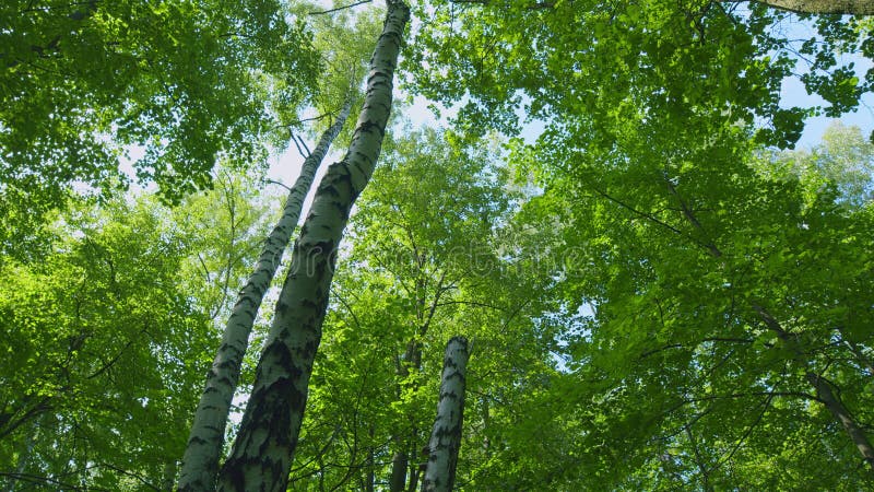 Sun Rays Break through Leafless Trees in Summer during Early Summer ...
