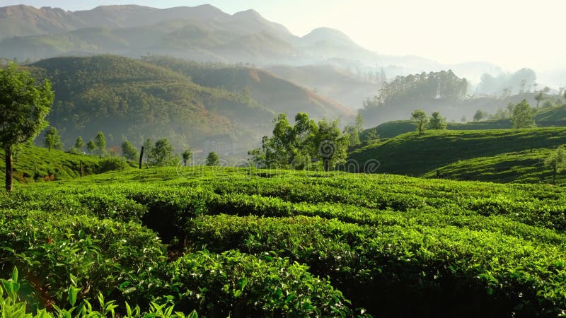 A2 Indian Cow in Tea Plantations in Munnar, Kerala, India. Cow Roaming ...