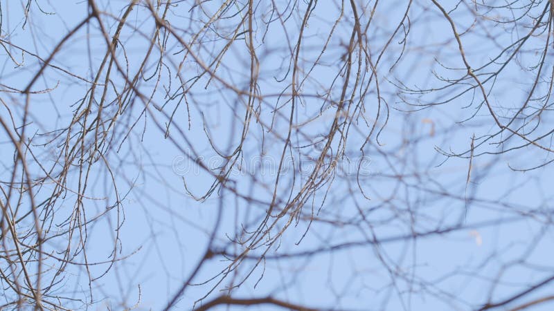 Walk through Forest. Beautiful Sunlight in Forest. Leafless Trees in ...