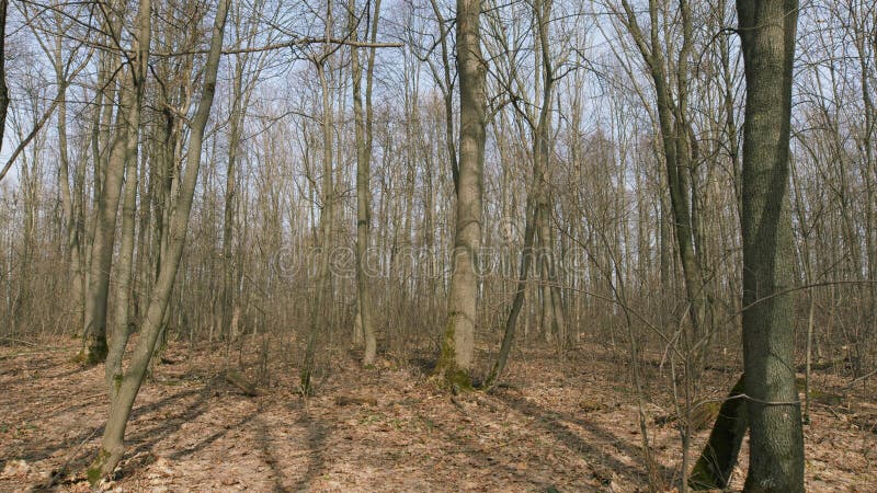 Walking through Forest. Wooded Environment Beauty with Bare Deciduous ...