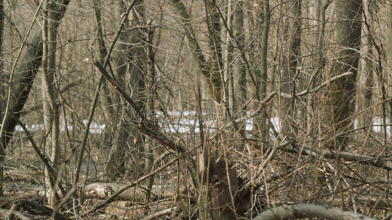Walking through Forest. Wooded Environment Beauty with Bare Deciduous ...