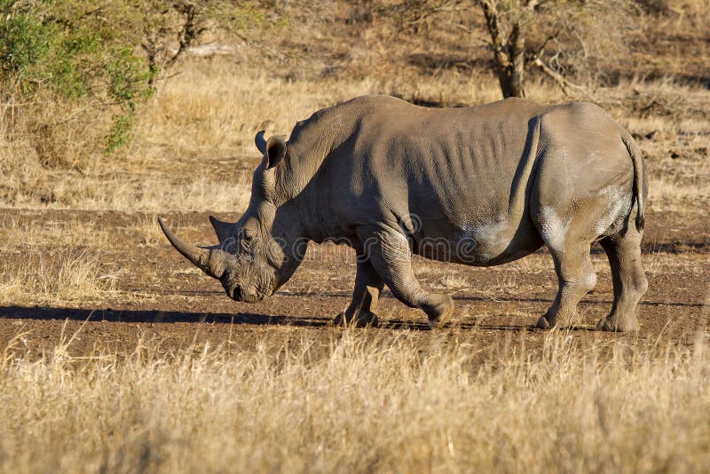 Armoured Rhino stock image. Image of armoured, hard, armour - 13969049