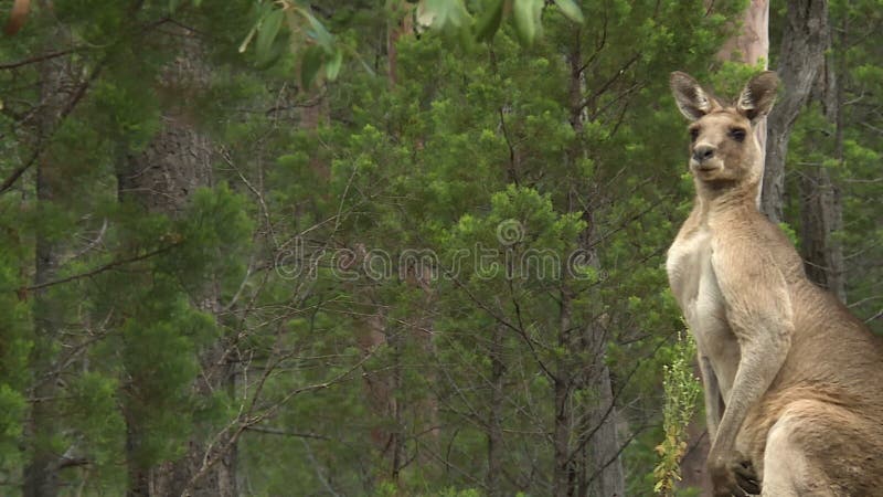 Kangaroo Standing and Staring Stock Footage - Video of macropus, steady ...