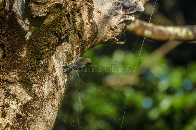 Stealing from spider stock image. Image of animal, forest - 44683431