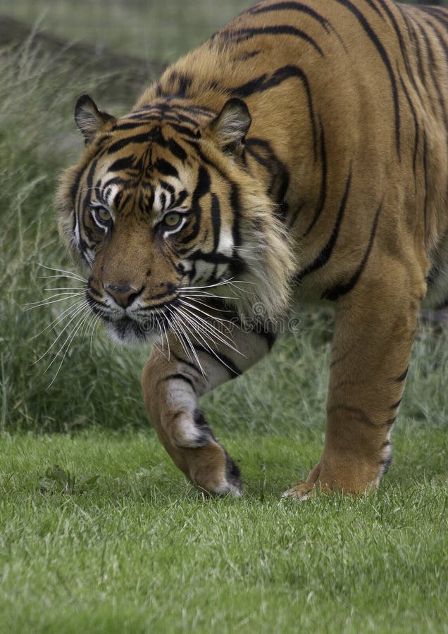 Endangered Sumatran Tiger stock photo. Image of close - 2411878