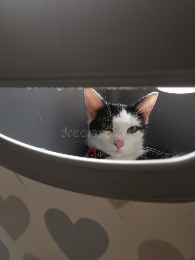 Stealth cat stock photo. Image of hiding, carnivore - 232487126