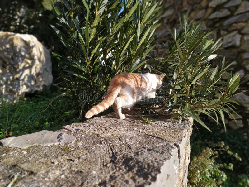 The stealth cat stock photo. Image of feline, animals - 172000490