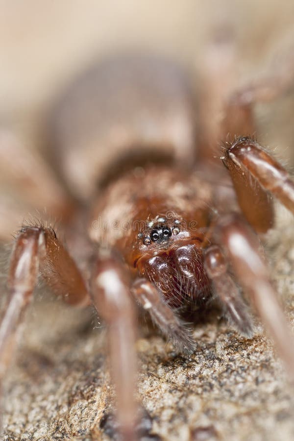 Stealthy Ground Spider (Gnaphosidae) Stock Photo - Image of environment ...
