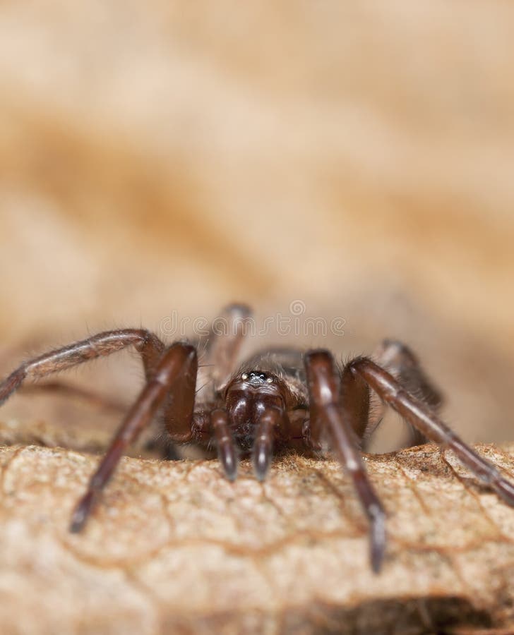 Stealthy Ground Spider (Gnaphosidae) Stock Image - Image of extreme ...