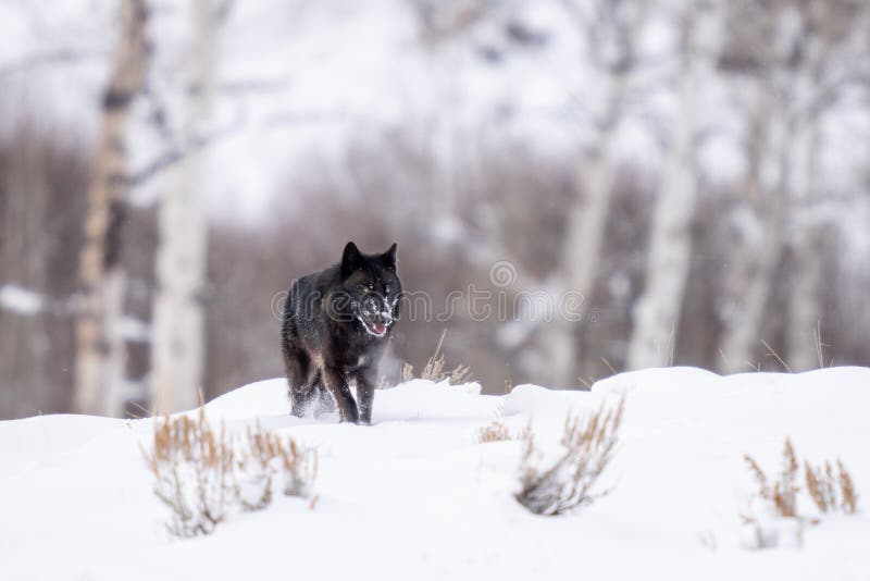 Steam Coming Out of the Mouth of a Wolf in the Winter Stock Image ...