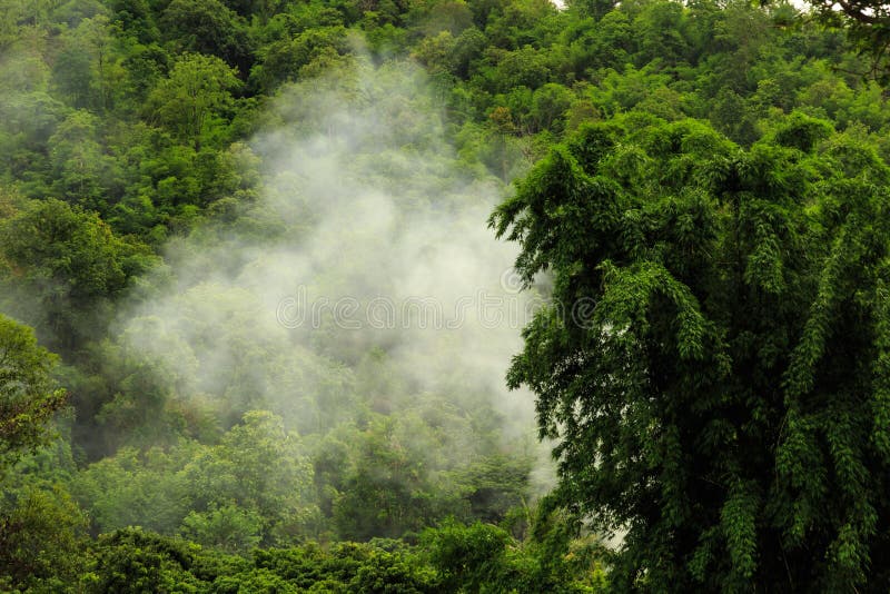 Steam in forest stock image. Image of jungle, peak, forrest - 79629765