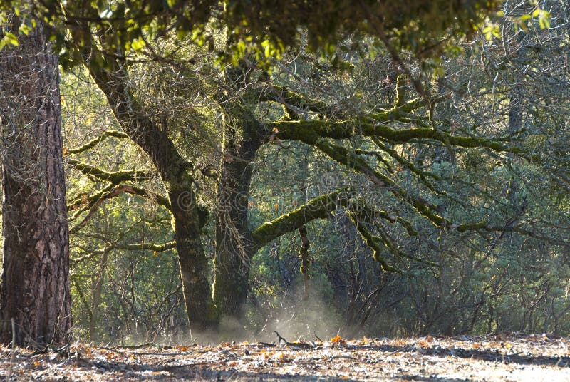 Steam Rising from the Forest Floor Stock Image - Image of trees, open ...