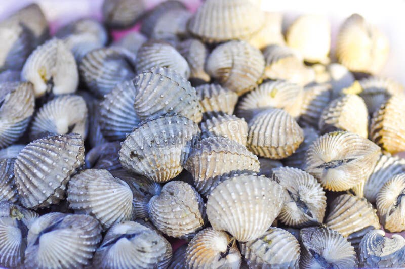 Steamed ark shell dish stock image. Image of seafood - 71439285