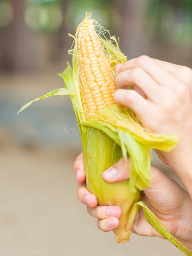 Steamed corn on a cob stock image. Image of manila, asia - 39795289