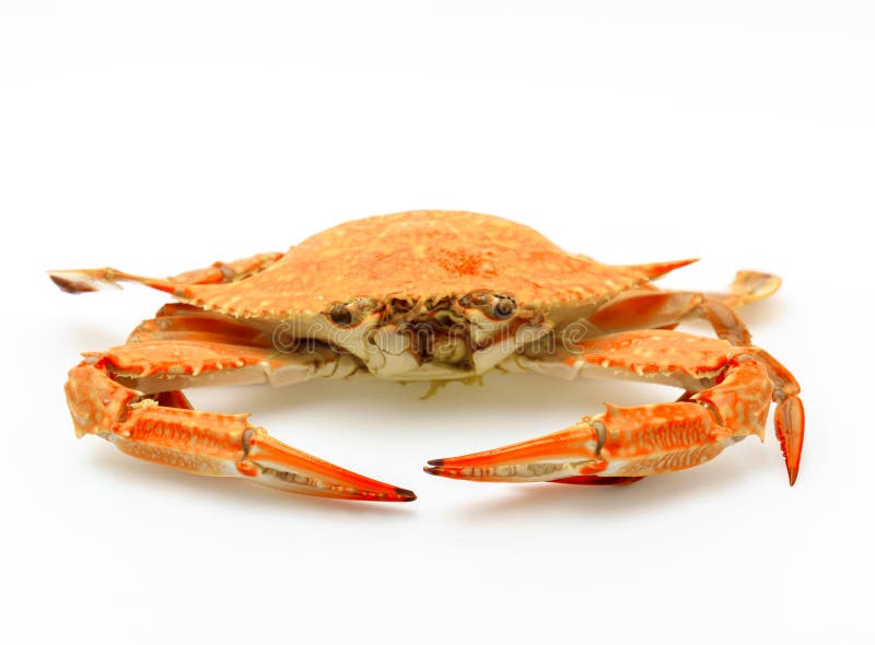 Steamed Crabs on White Background . Stock Image - Image of nature, food ...