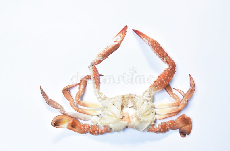 Steamed Flower Crab Shell Out on White Background Stock Photo - Image ...