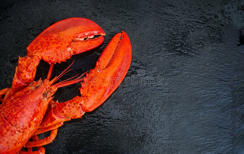 Whole Red Lobster Isolated on White Background Stock Photo - Image of ...
