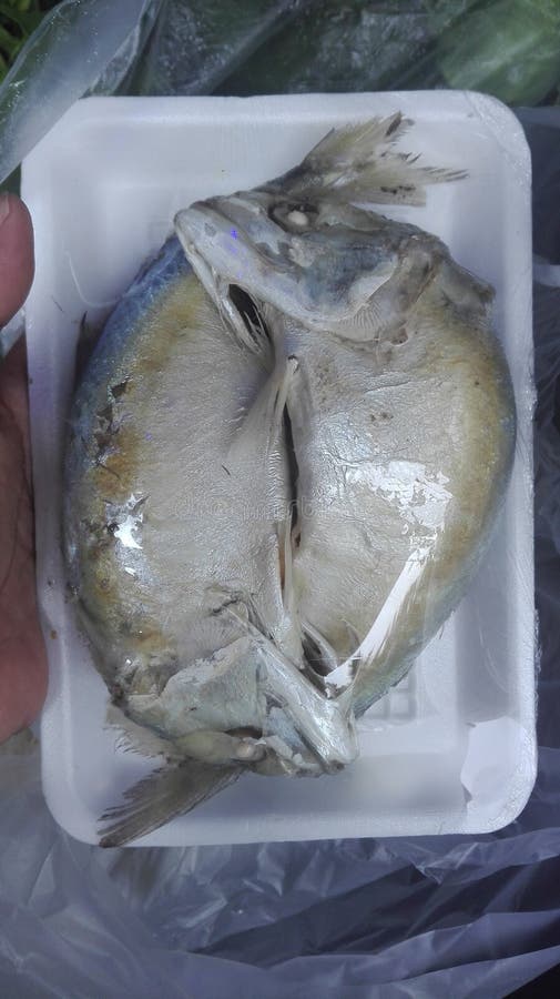 Steamed mackerel fish pack stock image. Image of fish - 162356565