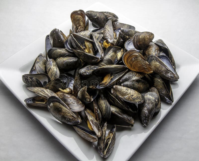 Steamed Mussels stock photo. Image of plate, seafood - 32850592