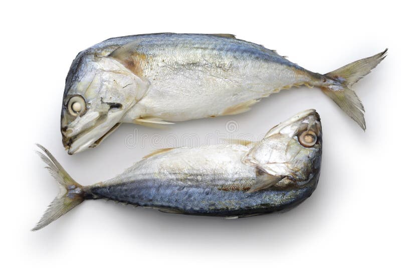 Short mackerel stock image. Image of fauna, mackerel - 36191317