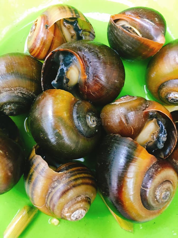 Steamed snails on plate stock photo. Image of steamed - 85355502