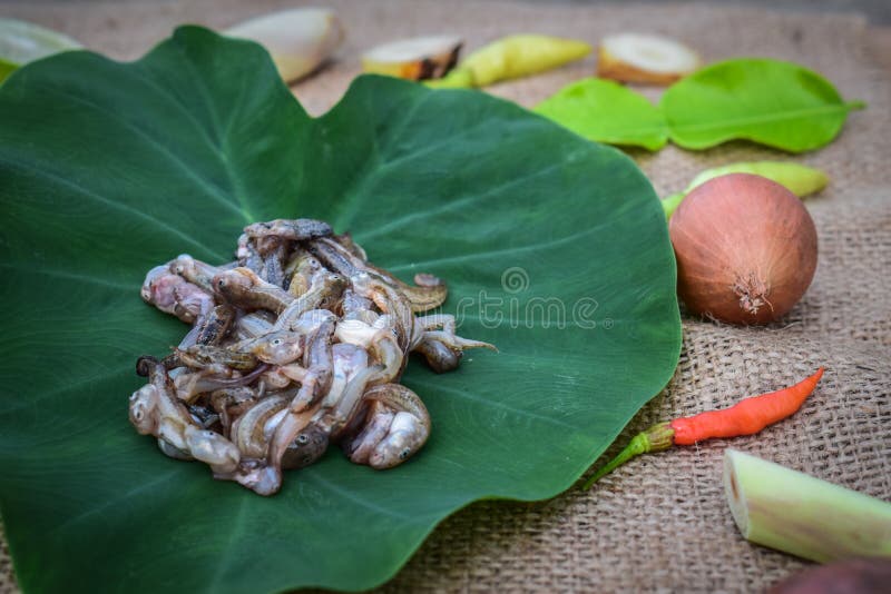 Steamed Tadpoles with Curry Paste Stock Image - Image of galangal ...