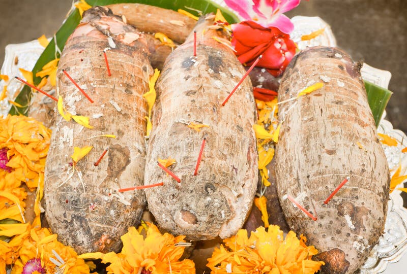 Steamed Taro stock image. Image of group, buddhist, flower - 41753615
