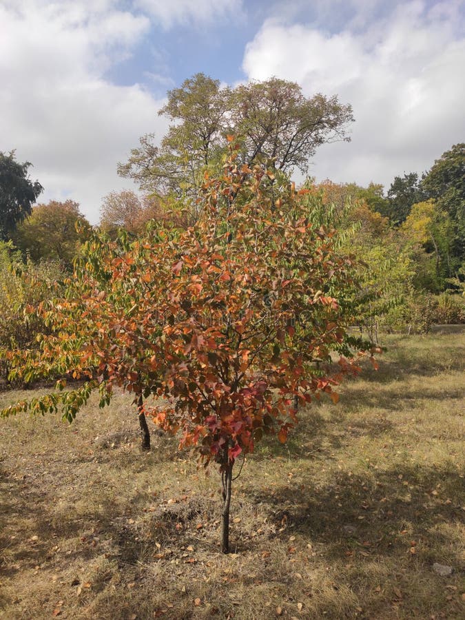 Steamed trees with leaves stock photo. Image of park - 159682204