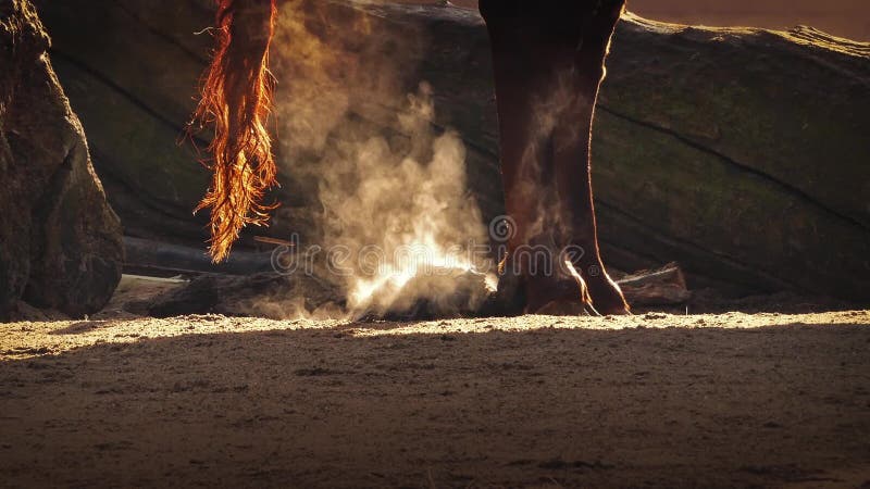 Steaming Cow Dung on Cold Morning Stock Footage - Video of cold, cattle ...