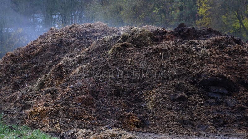 Steaming Cow Dung on Farm stock video. Video of bovine - 336721977
