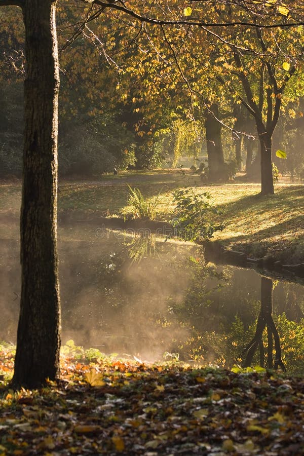 Steaming forest stock photo. Image of park, forest, grass - 7124616