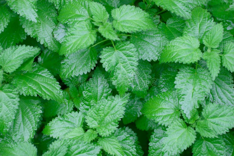 Brennnessel stockbild. Bild von vegetation, adern, betrieb - 1009623