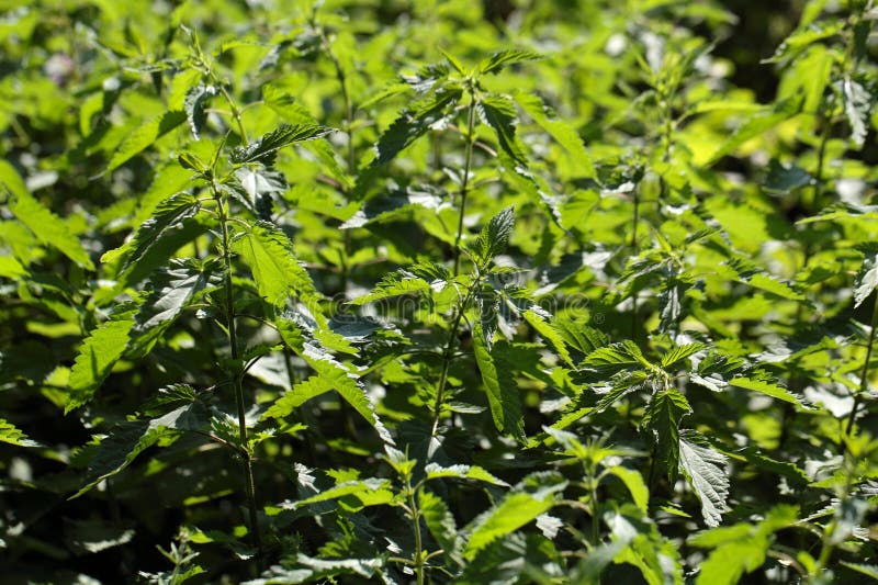 Stechende Nessel (Urtica Dioica) Stockfoto - Bild von alternative, laub ...