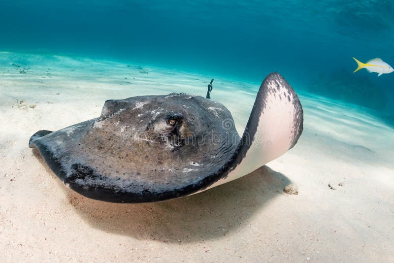 Stechrochen auf Sand stockfoto. Bild von riff, ozean - 86056078