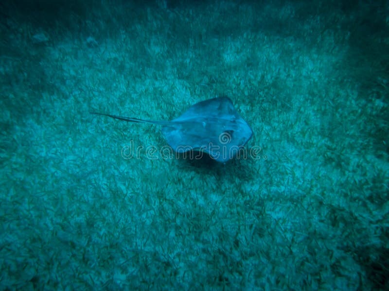 Stechrochen in Karibischem Meeres- Caye-Kalfaterer, Belize Stockbild ...