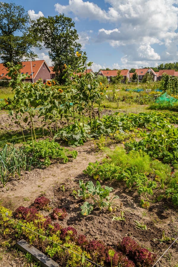 Stedelijke Landbouw: Een Moestuin Naast Moderne Huizen in Th Stock ...