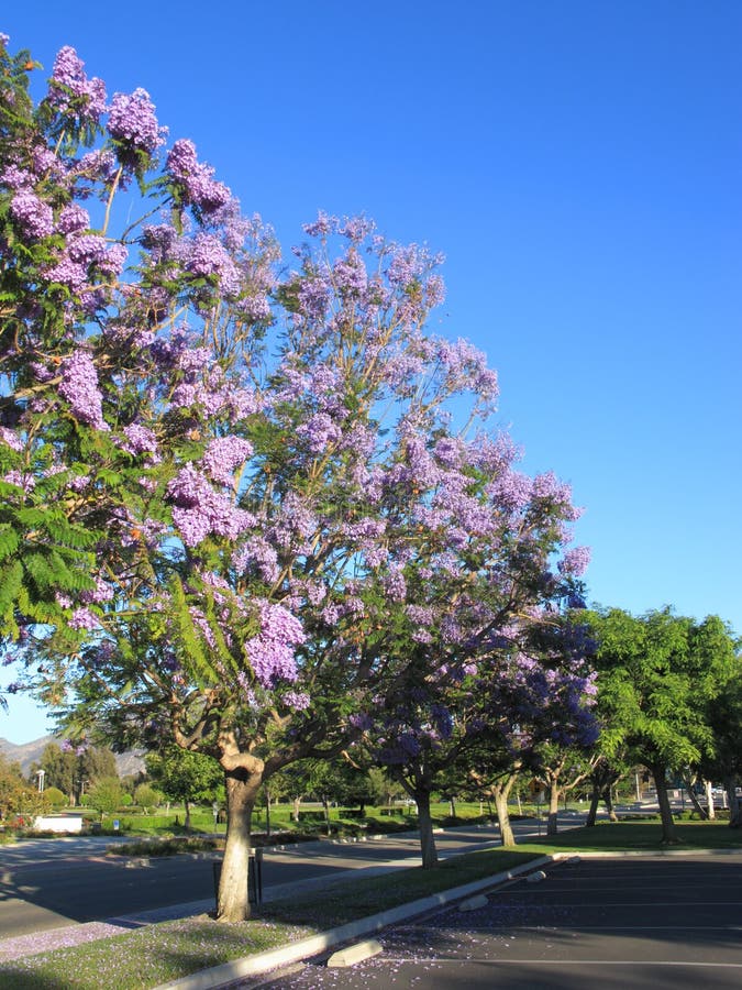 Purper-blauwe Jacaranda-Kroon Stock Foto - Image of sier, kwistig: 31844296