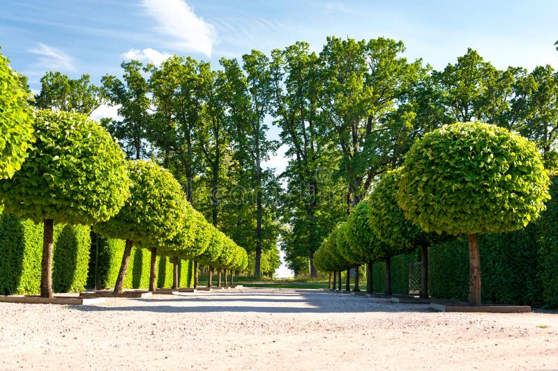 Steeg Van Topiary Groene Bomen in Siertuin Stock Afbeelding - Image of ...