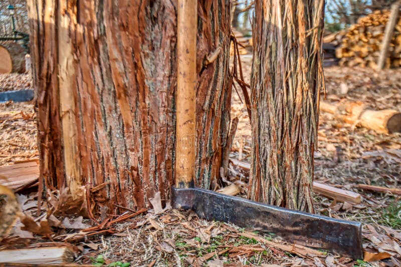 Cedar Stump stock photo. Image of rings, cedar, stump - 79222776