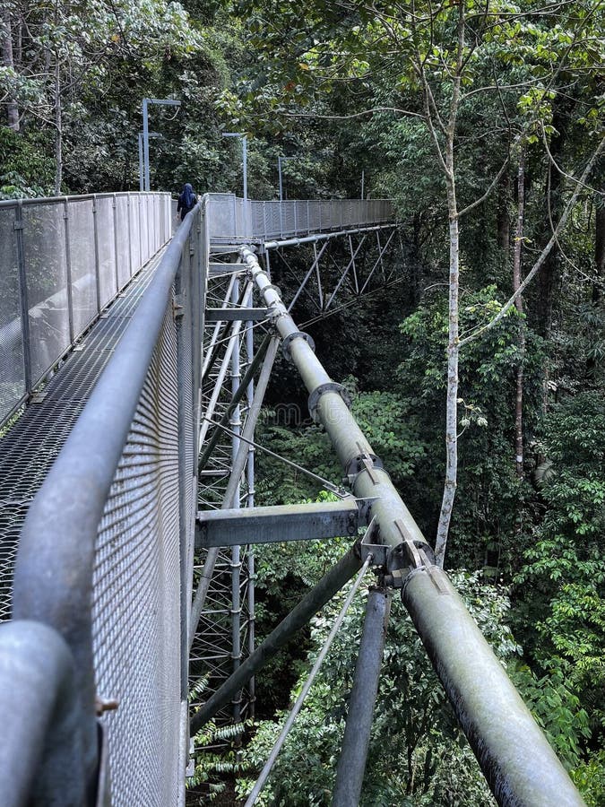 A Steel Hanging Bridge in the Park Stock Photo - Image of tree, steel ...