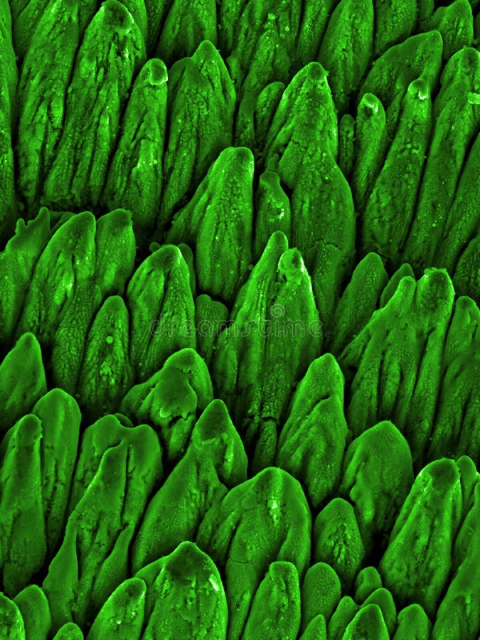 Microcones Steel Stock Photos - Free & Royalty-Free Stock Photos from ...